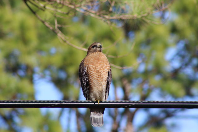Red-shouldered Hawk
