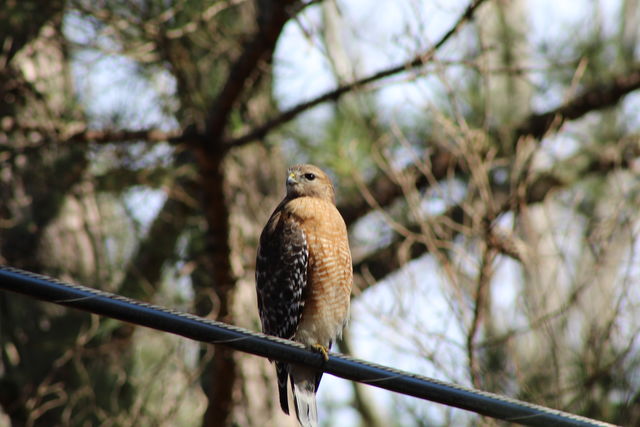 Red-shouldered Hawk