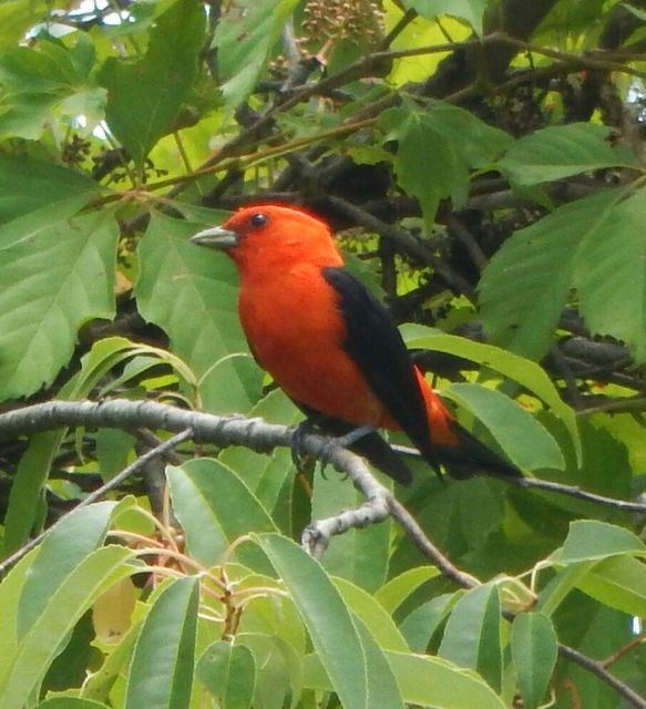 Scarlet Tanager