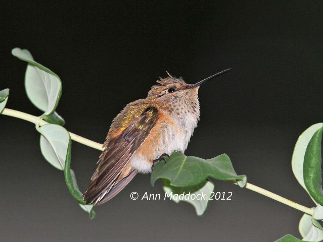 Rufous Hummingbird