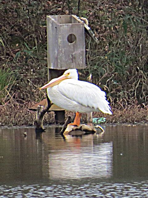 American White Pelican