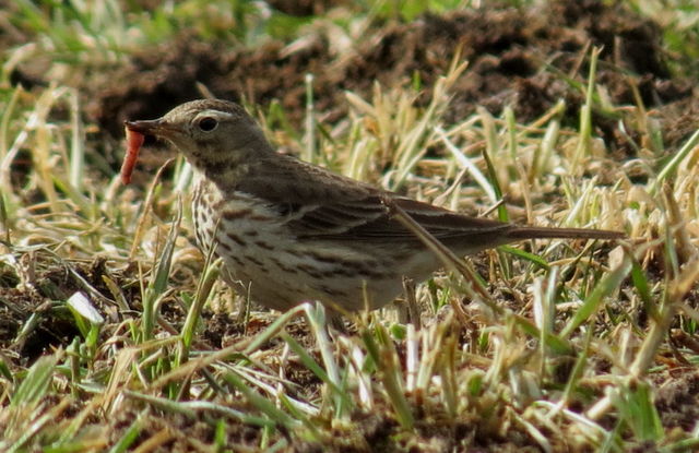 American Pipit
