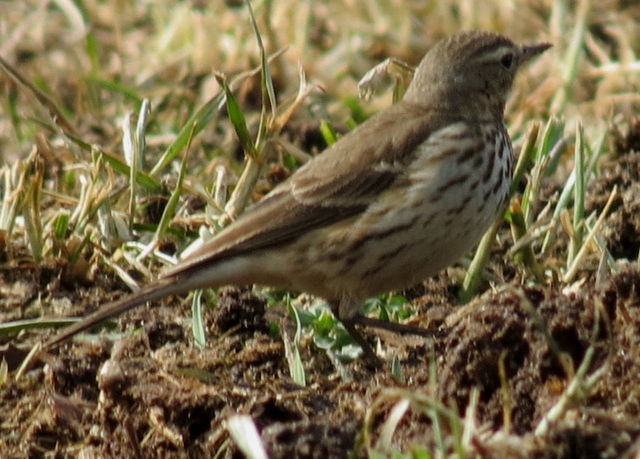 American Pipit