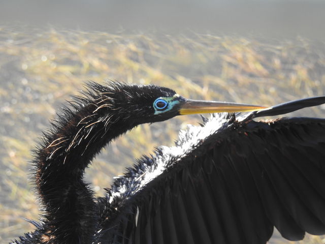 Anhinga