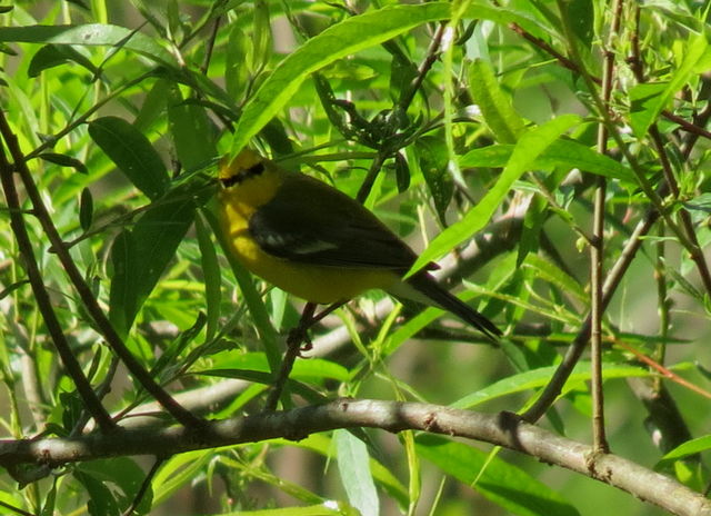Blue-winged Warbler