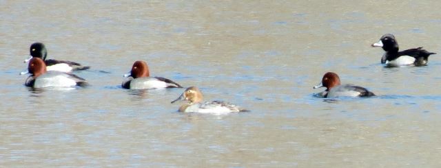 Canvasback