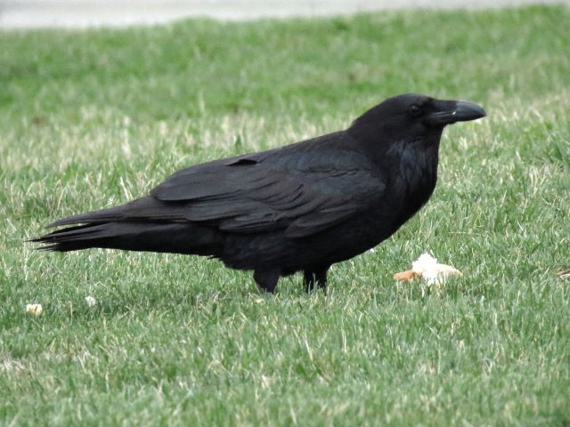 Common Raven