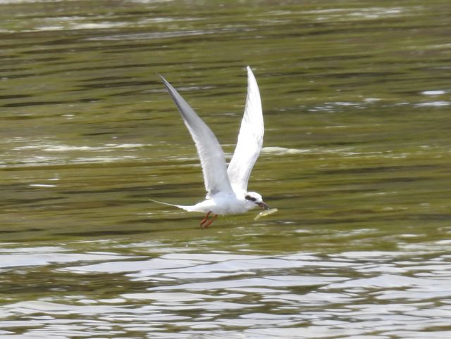 Forster's Tern