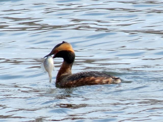 Horned Grebe