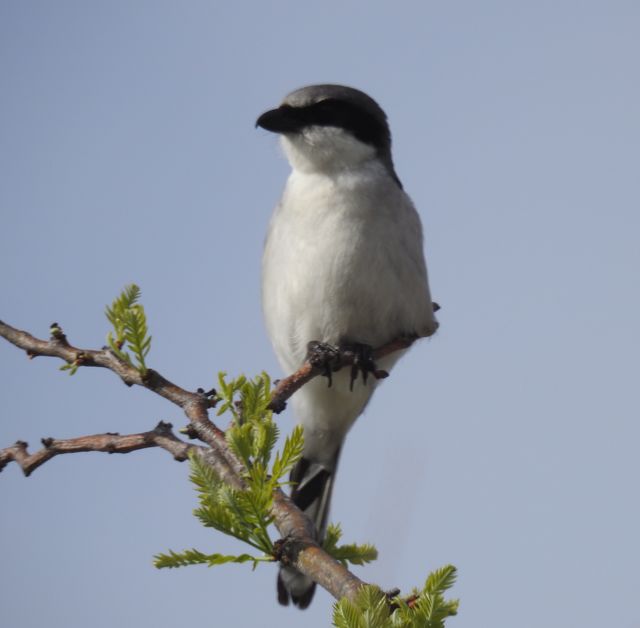 Loggerhead Shrike