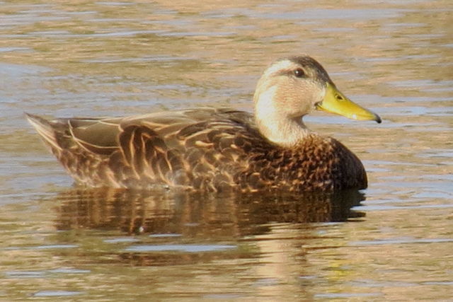 Mottled Duck