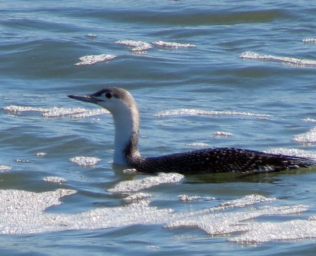 Red-throated Loon