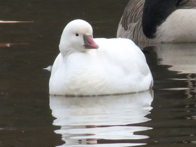 Ross's Goose