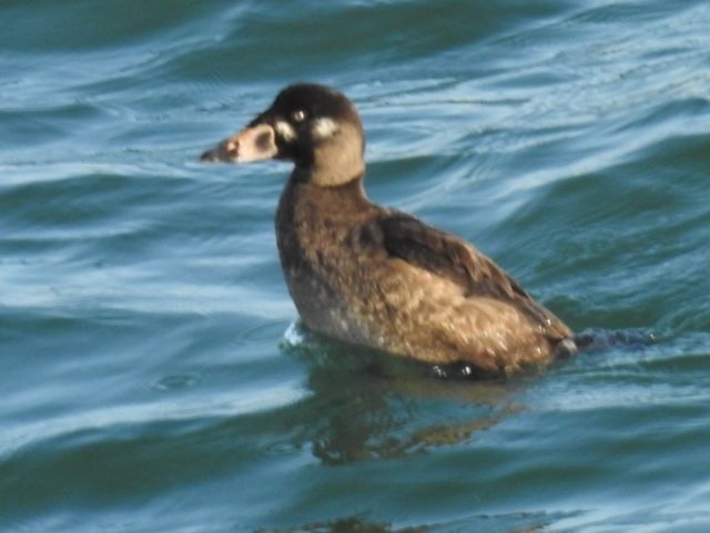 Surf Scoter