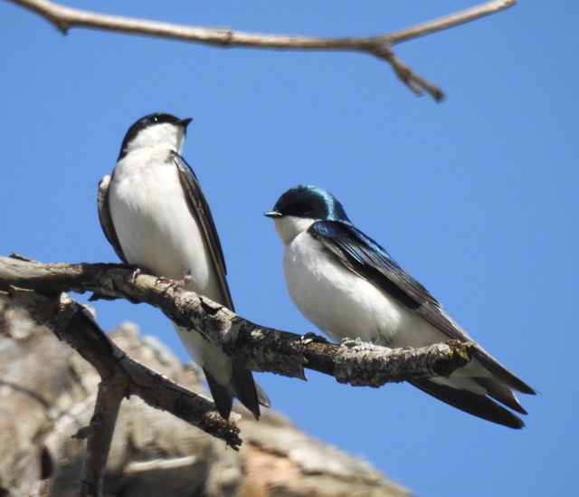 Tree Swallow