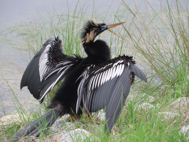 Anhinga
