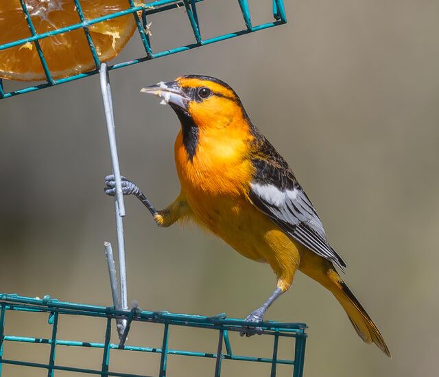 Bullock's Oriole