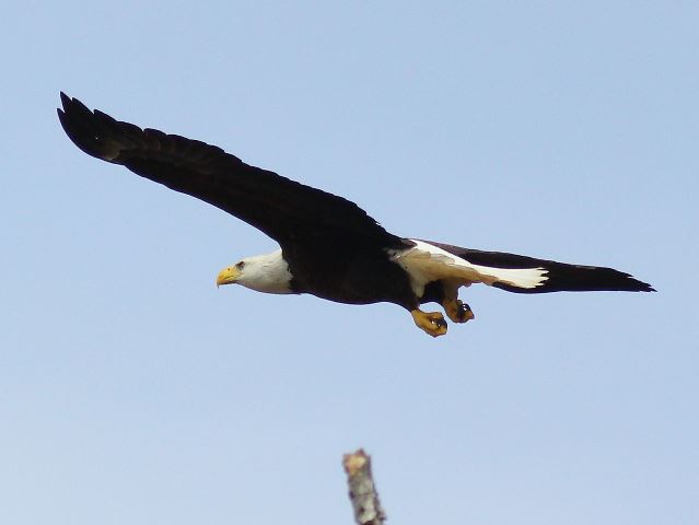Bald Eagle