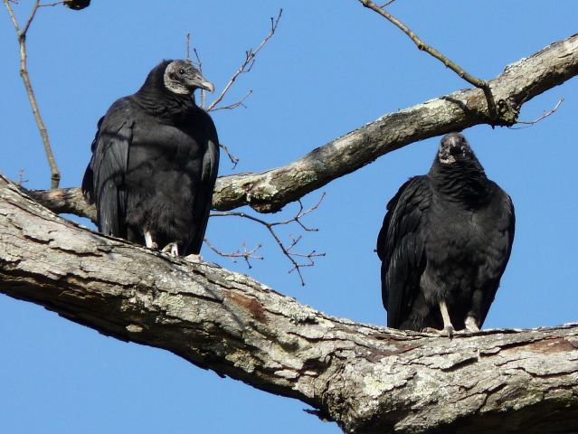 Black Vultures