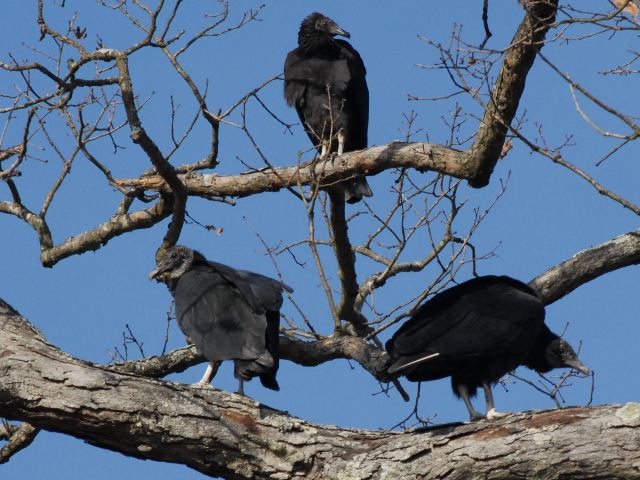 Black Vultures