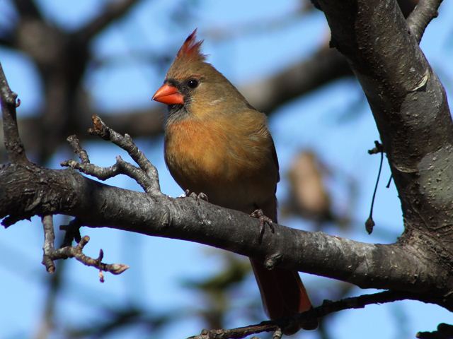 Northern Cardinals
