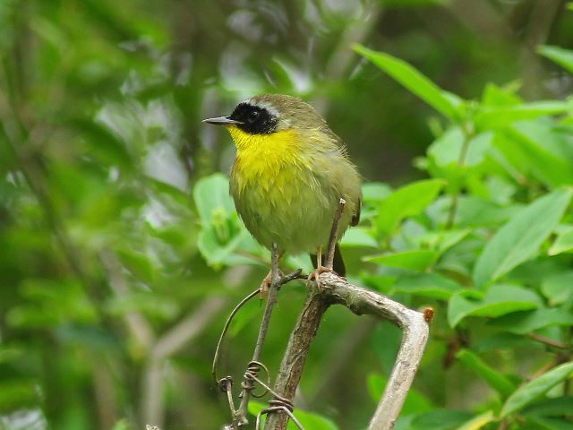 Common Yellowthroat