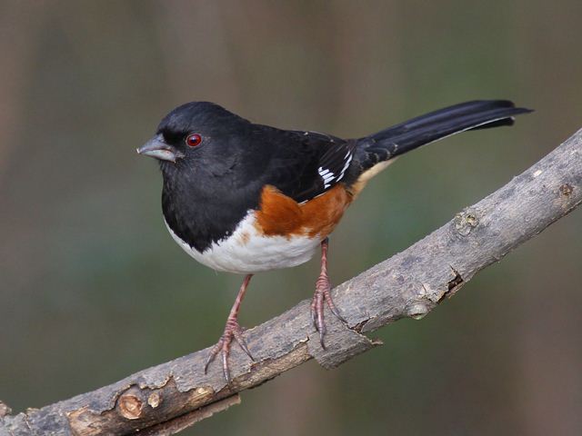 Eastern Towhee