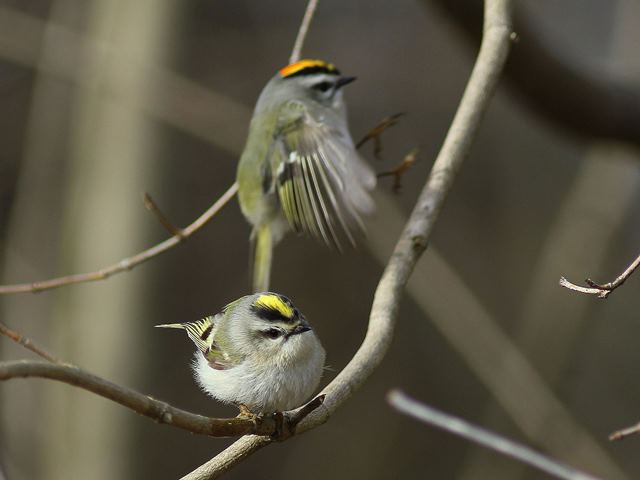 Golden-crowned Kinglet