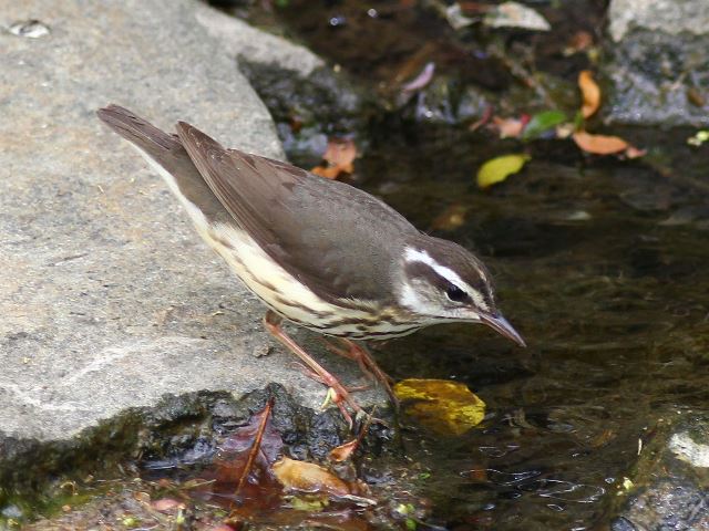 Louisiana Waterthrush