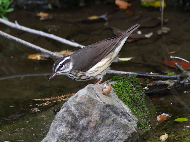 Louisiana Waterthrush