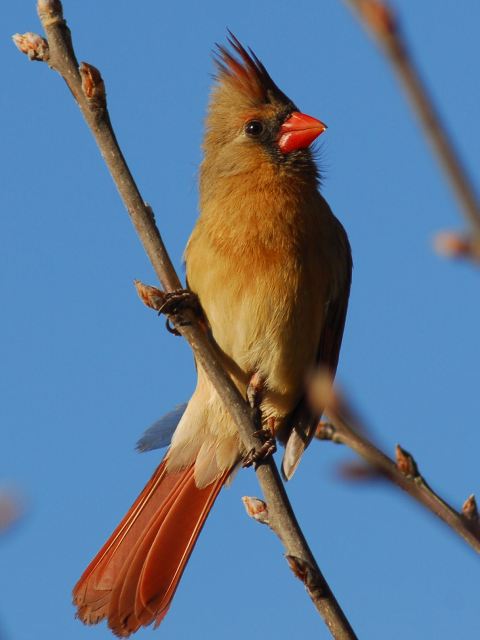 Northern Cardinals