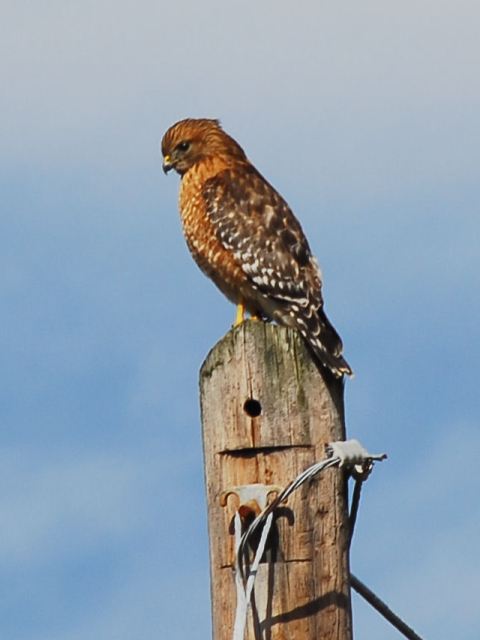 Red-shouldered Hawk