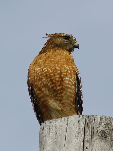 Red-shouldered Hawk