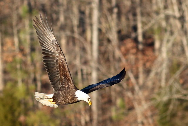 Bald Eagle