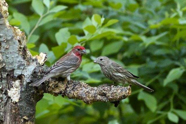House Finch