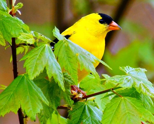 American Goldfinch