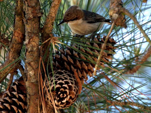 Brown-headed Nuthatch
