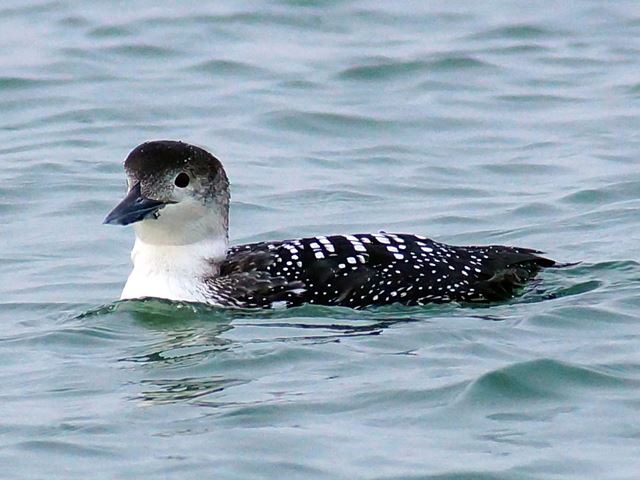 Common Loon