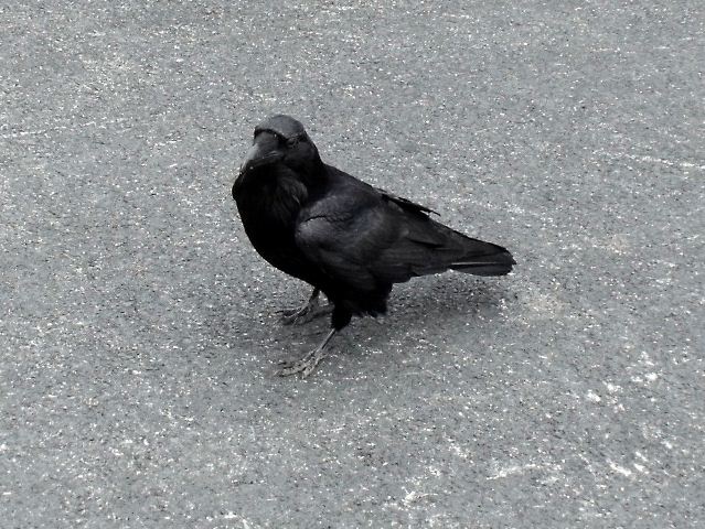 Common Raven