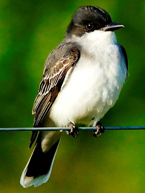 Eastern Kingbird