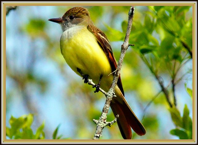 Great Crested Flycatcher