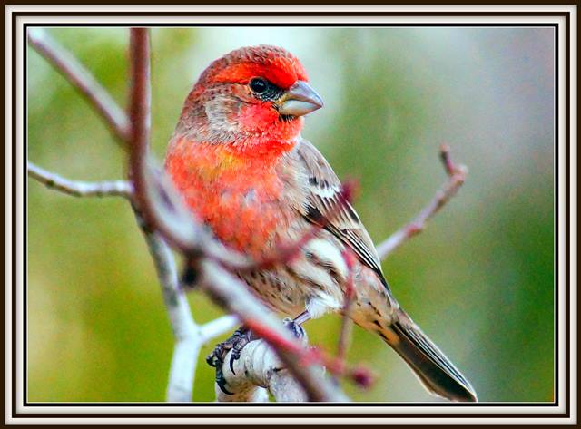 House Finch