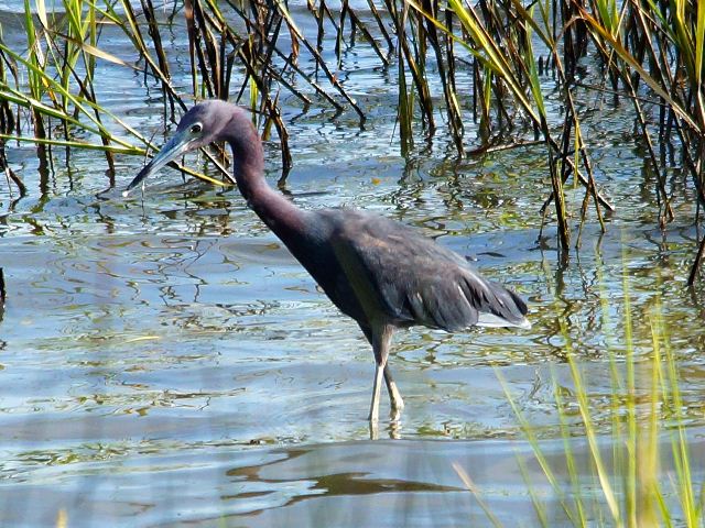 Little Blue Heron