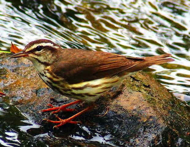 Louisiana Waterthrush