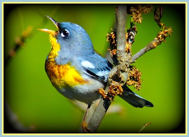 Northern Parula