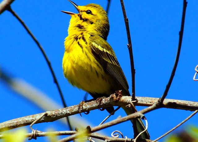 Prairie Warbler