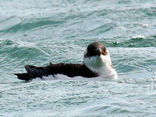 Razorbill