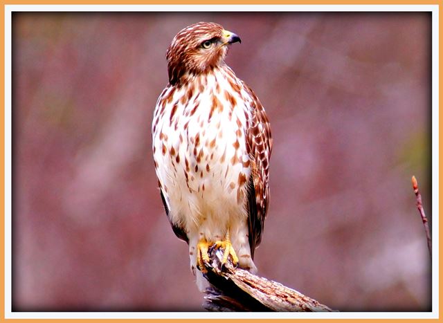 Red-shouldered Hawk