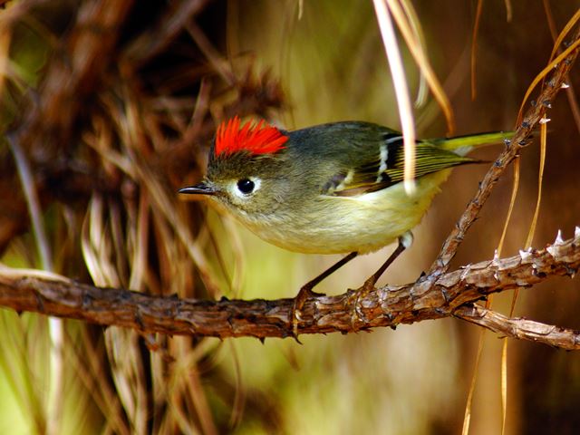 Ruby-crowned Kinglet