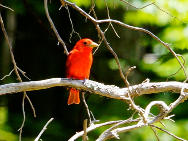 Summer Tanager